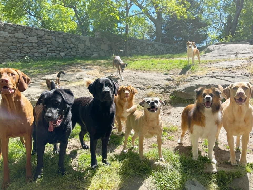 THE DOGGONE RULES – A Dog's Life